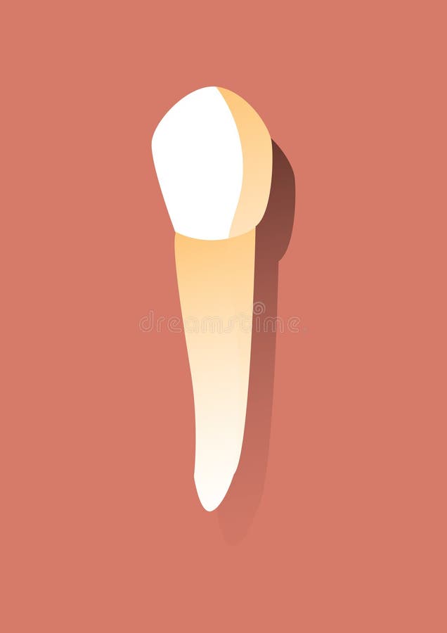 Canine Tooth. Vector Illustration Decorative Design Stock Vector ...