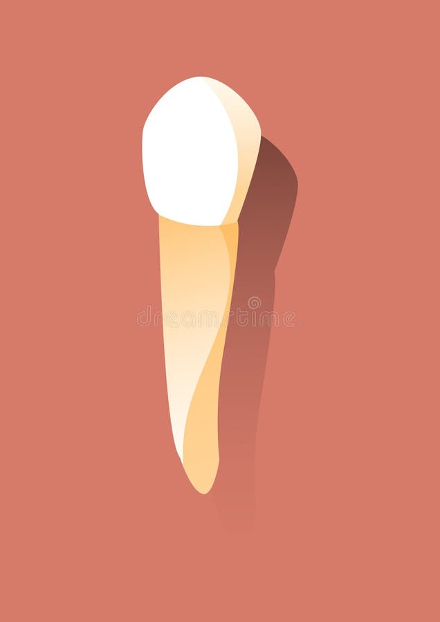 Canine Tooth Stock Illustrations – 1,121 Canine Tooth Stock ...