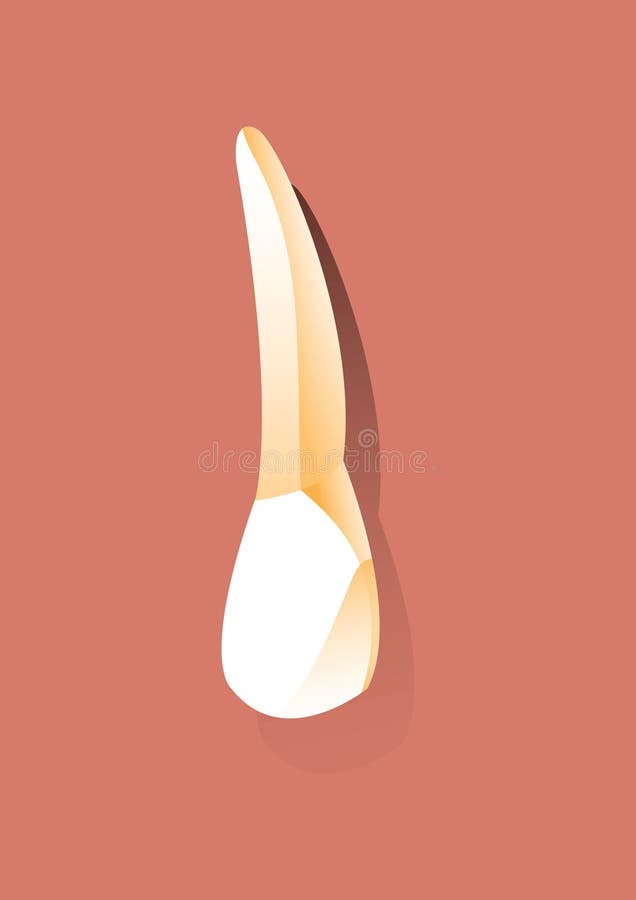 Canine Tooth. Vector Illustration Decorative Design Stock Vector ...