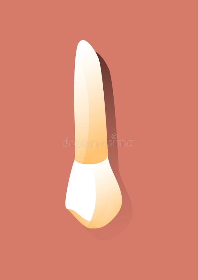 Canine Tooth. Vector Illustration Decorative Design Stock Vector ...