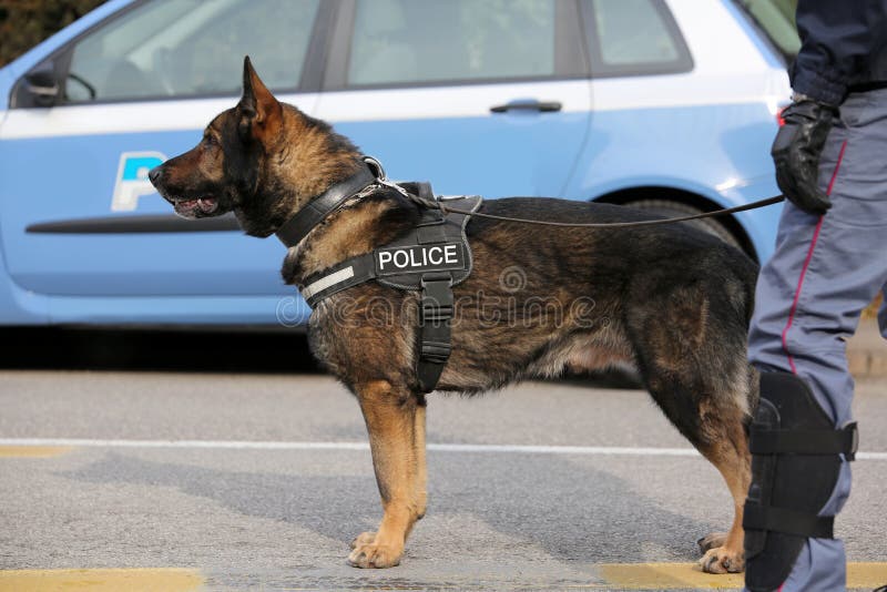 Canine Unit of the Police for the Detection of Explosive Material Stock ...