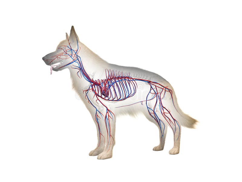 The canine vascular system stock illustration. Illustration of medical ...