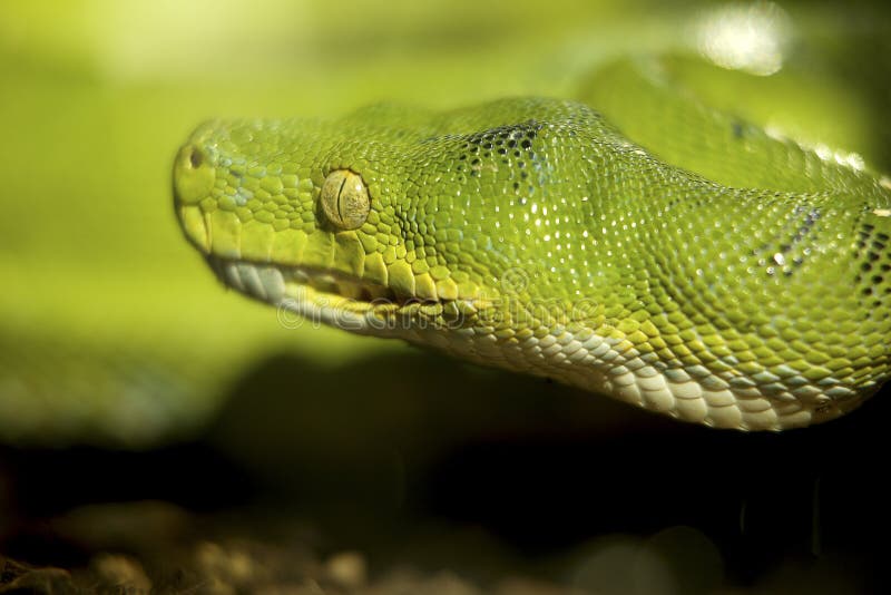Caninus de Corallus foto de stock. Imagem de serpente - 65303068