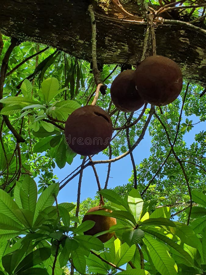Canion balls tree stock image. Image of food, deciduous - 178562563