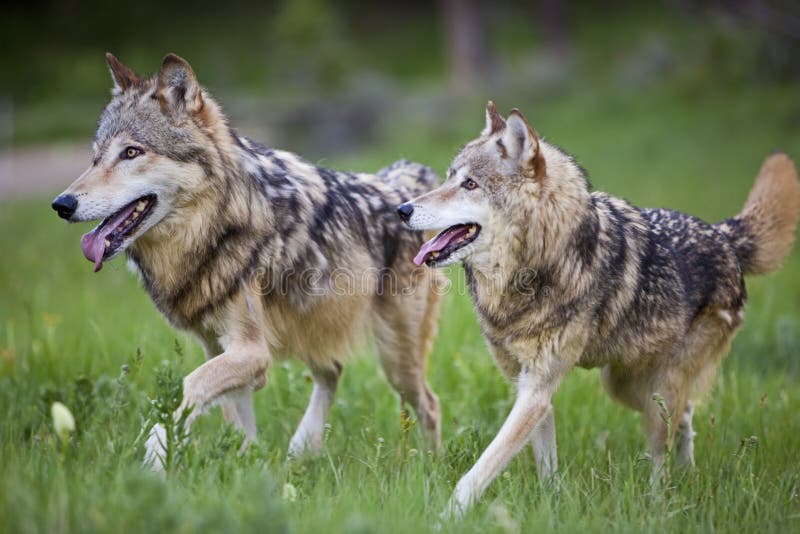 Lupi Grigi Della Montagna Rocciosa Fotografia Stock - Immagine di ...
