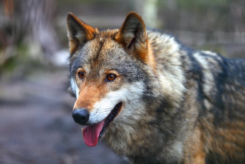 Wolf Canis Lupus stock photo. Image of hunter, vertebrate - 6843410