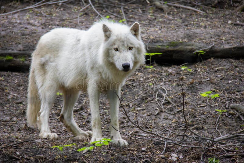 Arctis wolf stock photo. Image of animals, white, predator - 261432506