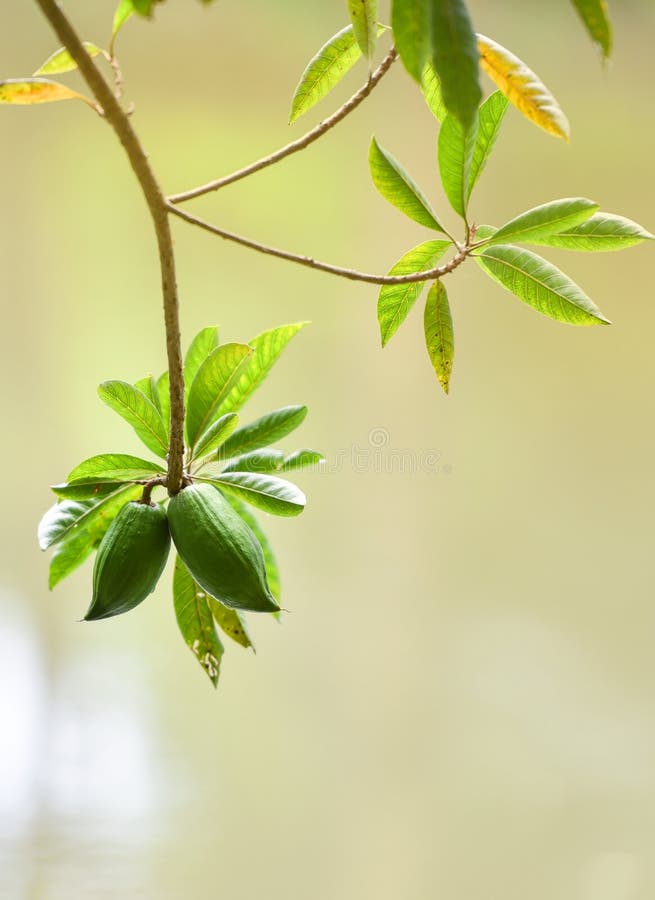 Canistel Egg Fruit Tiesa Yellow Sapote Stock Photo - Image of exotic ...