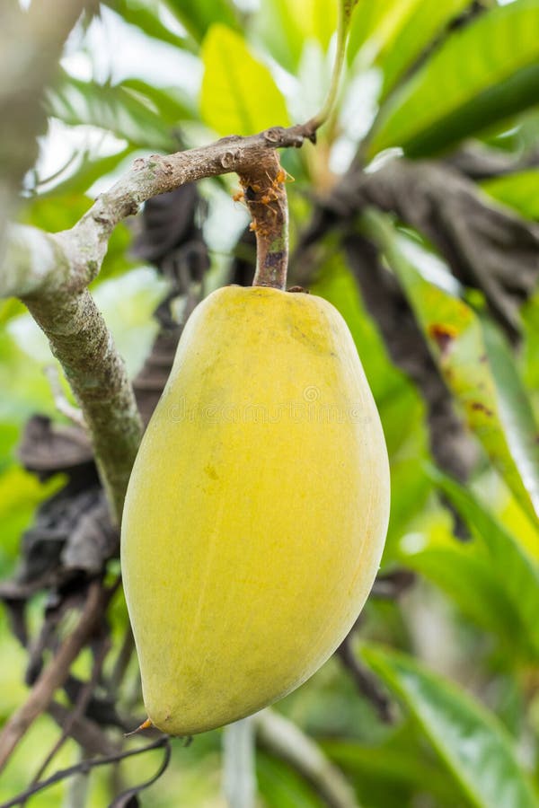 Canistel fruit stock image. Image of click, fresh, campechiana - 98495043