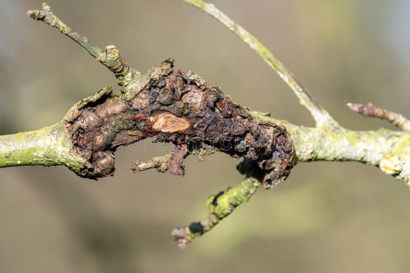Canker on an apple tree stock photo. Image of canker - 170017660