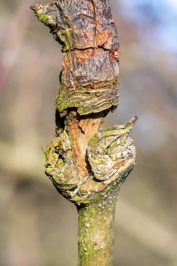 Canker on an apple tree stock image. Image of rotten - 170229403