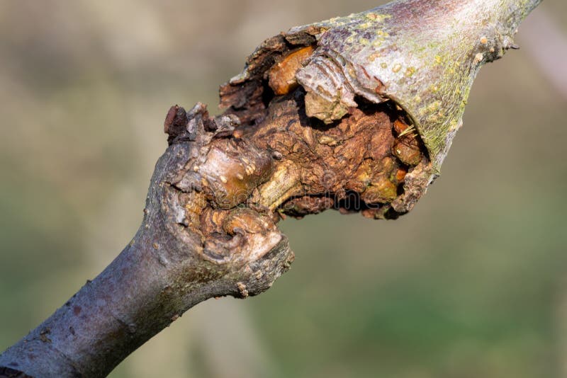 Canker on an apple tree stock image. Image of closeup - 170229487