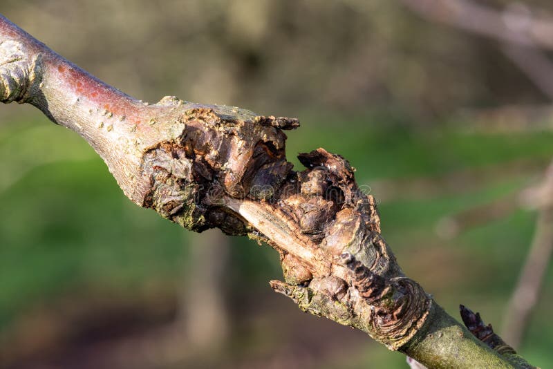 Canker on an apple tree stock photo. Image of garden - 170015938