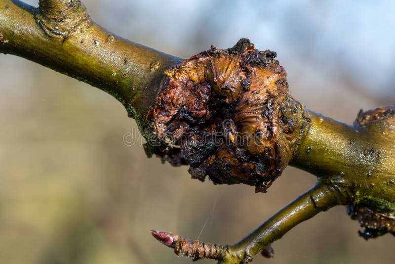 Canker on an apple tree stock photo. Image of biology - 170016344