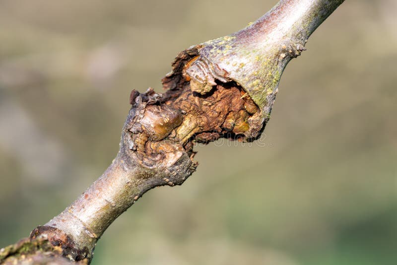 Canker on an apple tree stock photo. Image of plant - 170018062