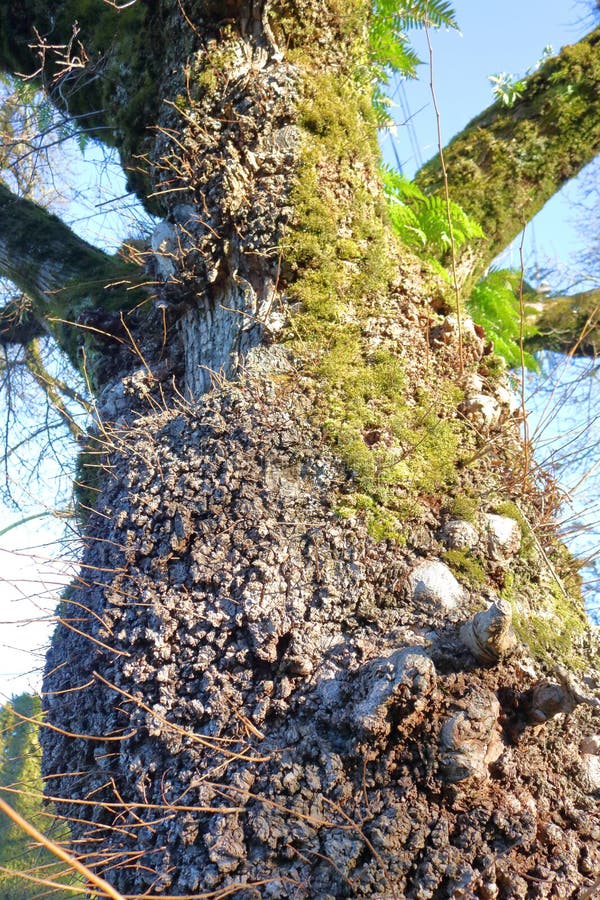 Distinctive Pattern of a Perennial Target Canker on a Red Maple Tree ...