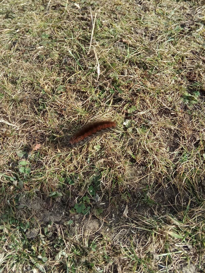 Canker worm, Romania stock image. Image of leaf, reptile - 189308109