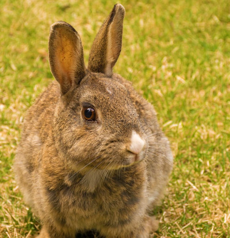 Canmore Rabbit Stock Photos - Free & Royalty-Free Stock Photos from ...