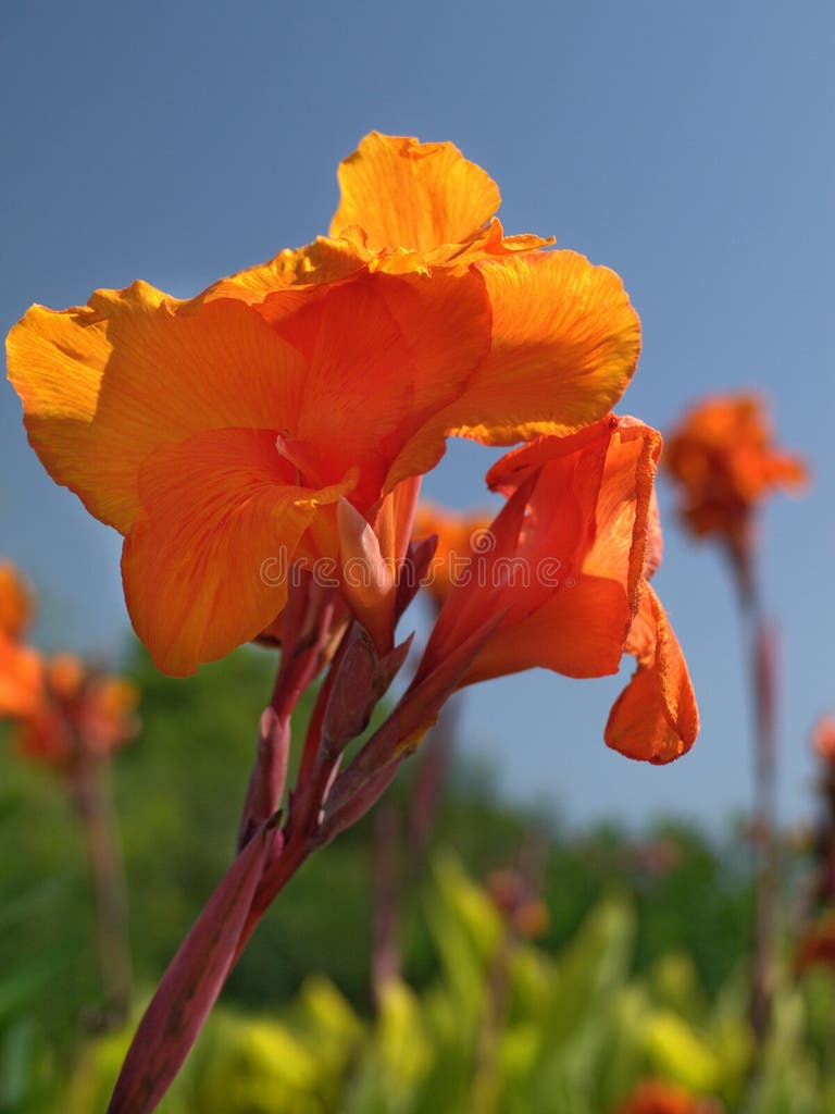 724 Canna Flower Field Stock Photos - Free & Royalty-Free Stock Photos ...