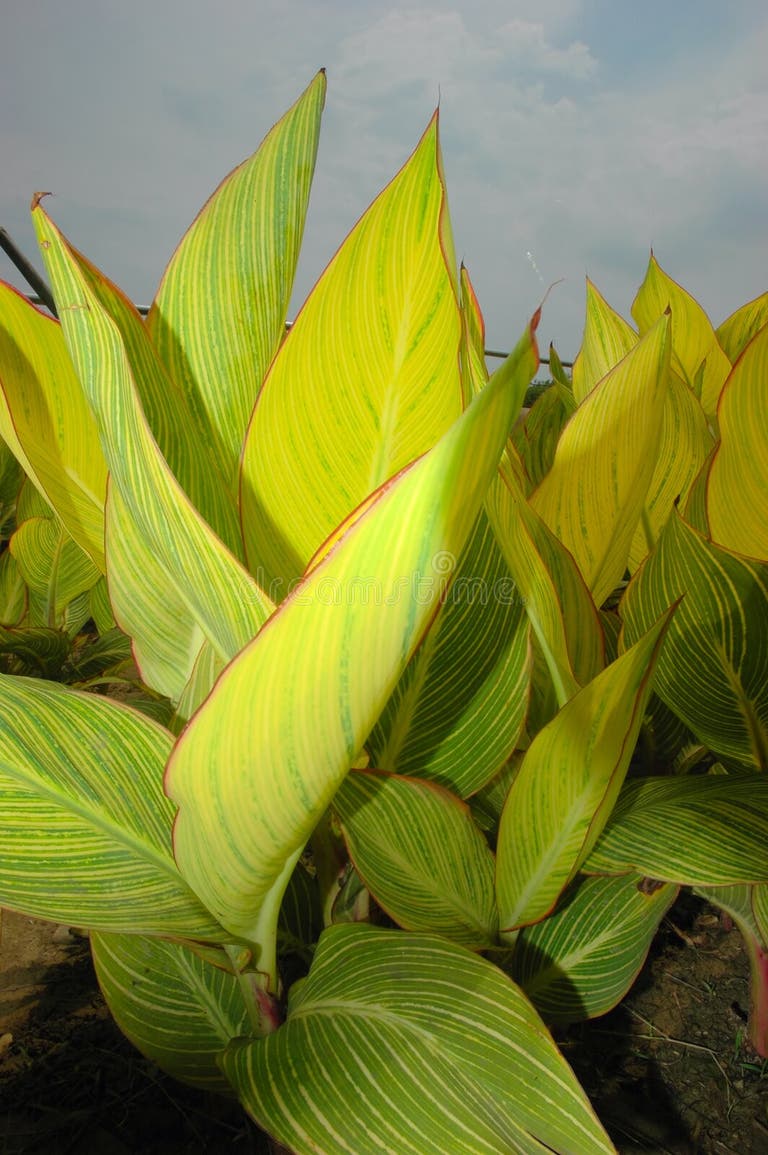 724 Canna Flower Field Stock Photos - Free & Royalty-Free Stock Photos ...