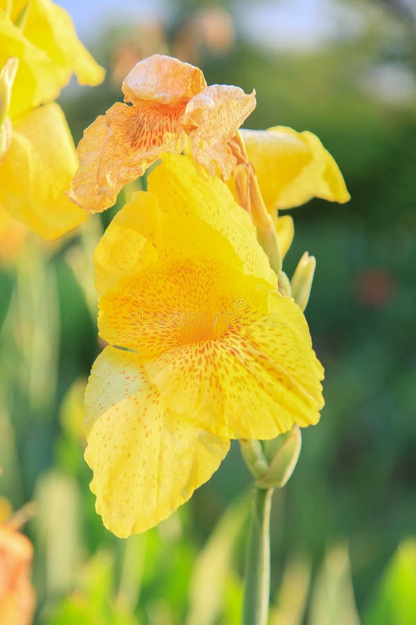 Canna blomma arkivfoto. Bild av blomma, canna - 48724336