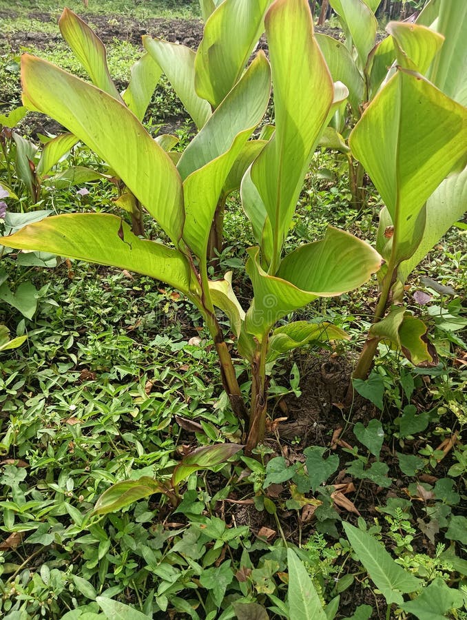Canna Discolor Plant Growing in a Garden Stock Photo - Image of canna ...