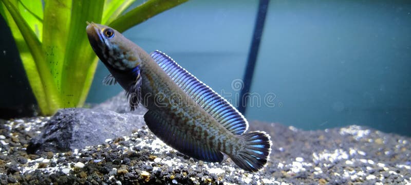 Canna fish blue ocean stock image. Image of canna, blue - 262223867