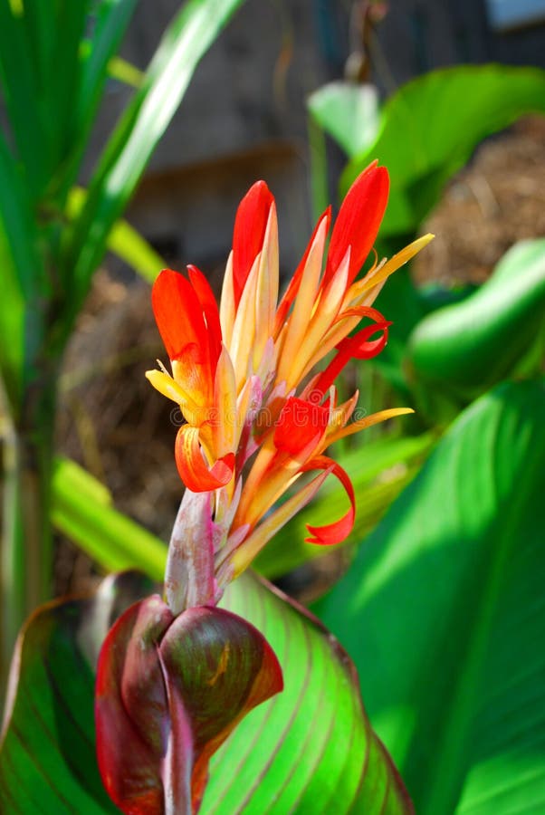 Canna Flower stock photo. Image of plants, foliage, leaves - 11811688
