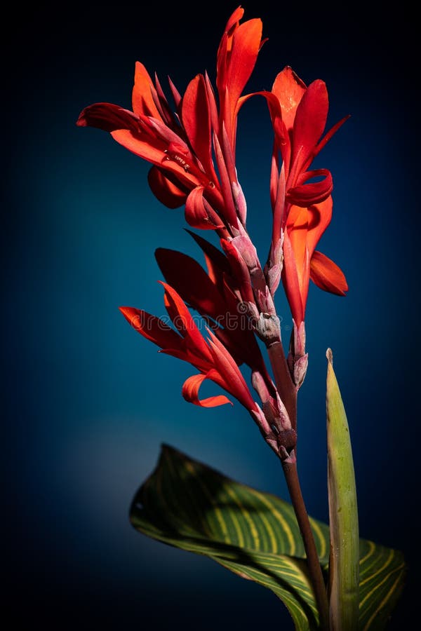Canna Flower on Blue Background Stock Image - Image of backgrounds ...