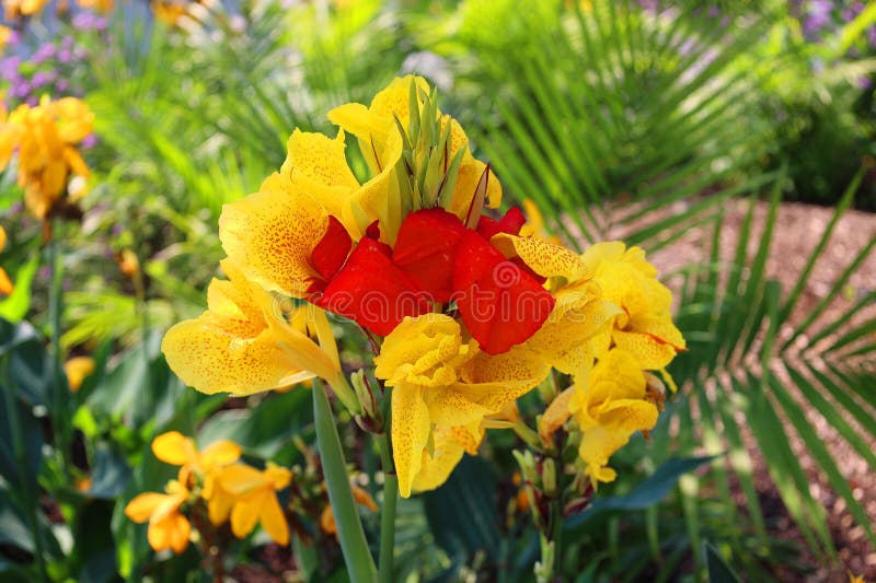 Canna flower or canna lily stock photo. Image of bright - 295388362
