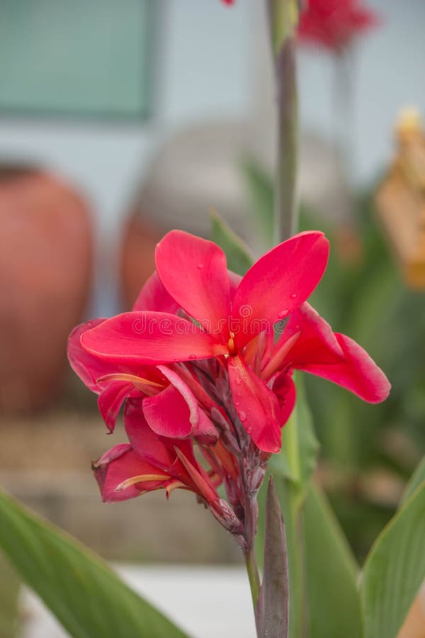 Canna flower stock image. Image of blossom, flower, season - 220129371