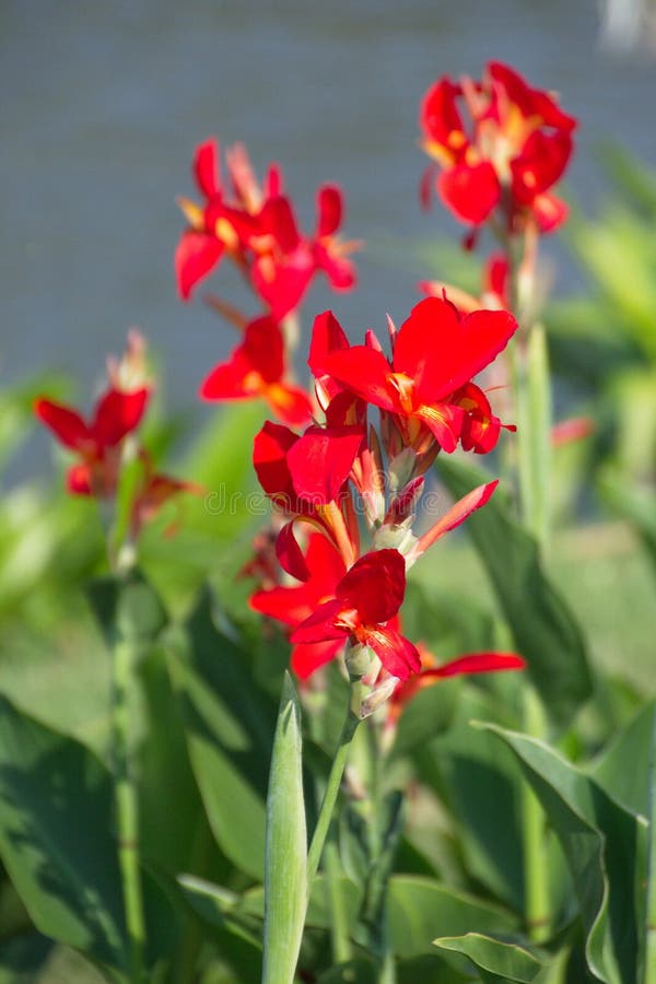 Canna Flower - Indian shot stock photo. Image of lily - 35973590