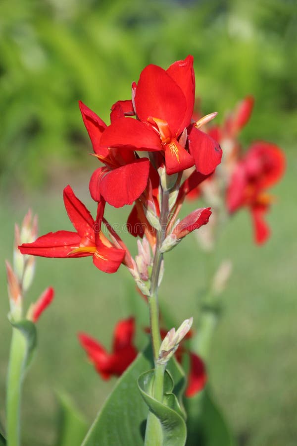 Canna Flower - Indian shot stock image. Image of tropical - 35973621