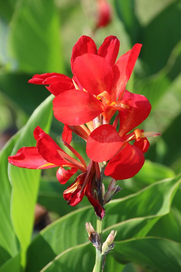 Canna Flower - Indian shot stock photo. Image of canna - 35973652