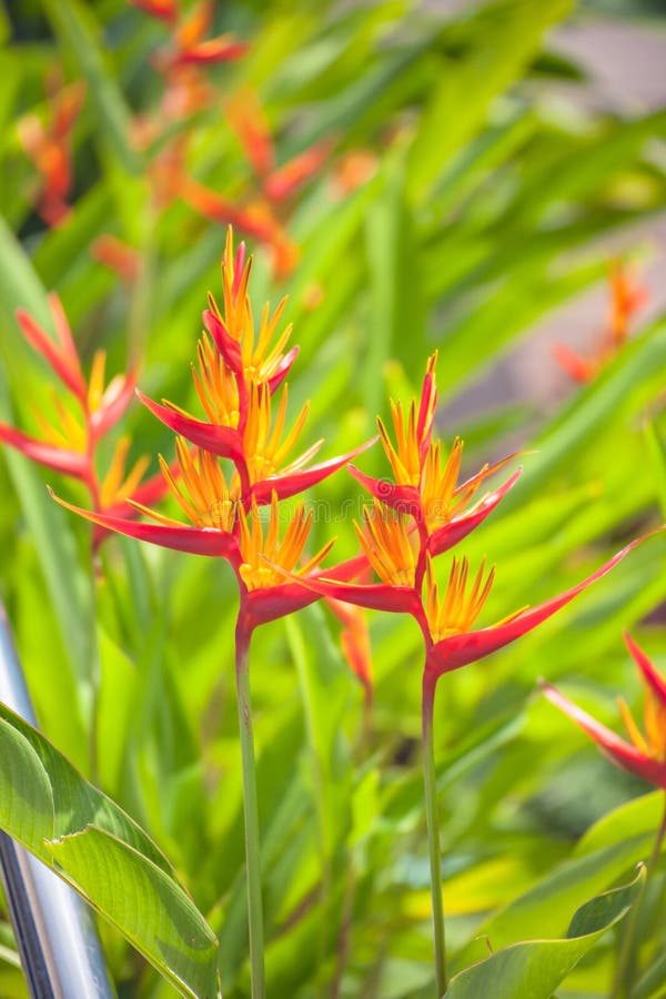 Canna flower stock photo. Image of cannaceae, canna, blossom - 57090236