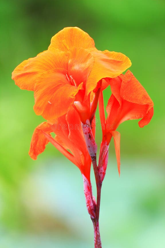 Canna flower in the park stock photo. Image of nature - 26165804