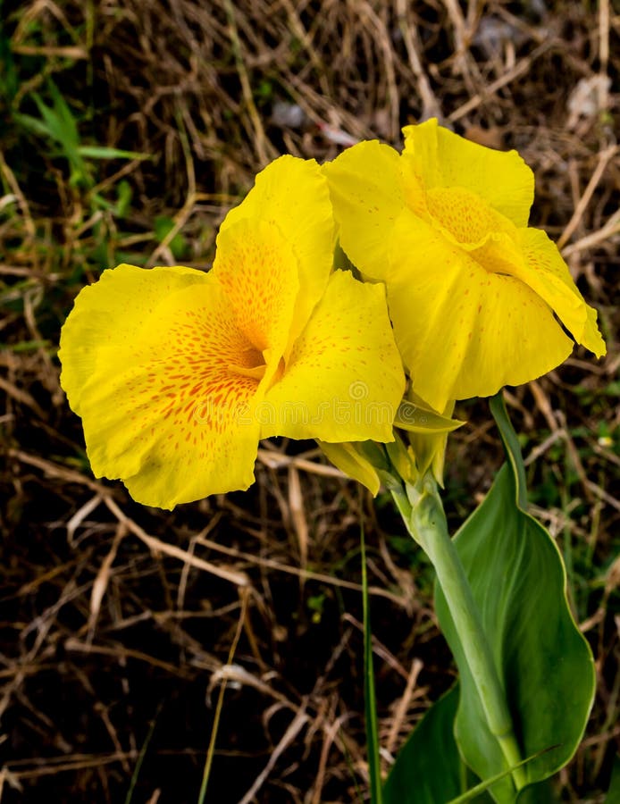 Canna flower stock photo. Image of closeup, fleck, flower - 65510164