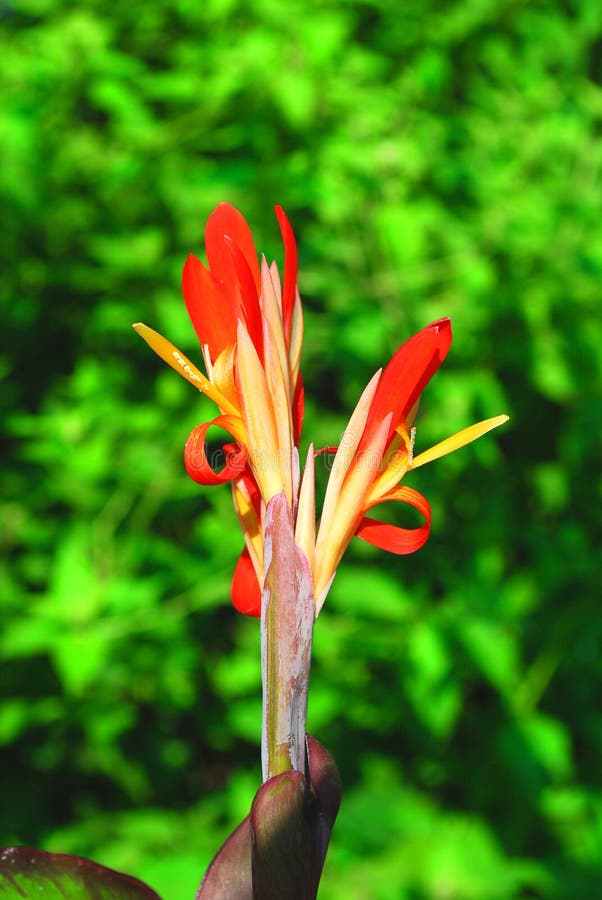 Canna flowers stock photo. Image of plants, flower, field - 11784894