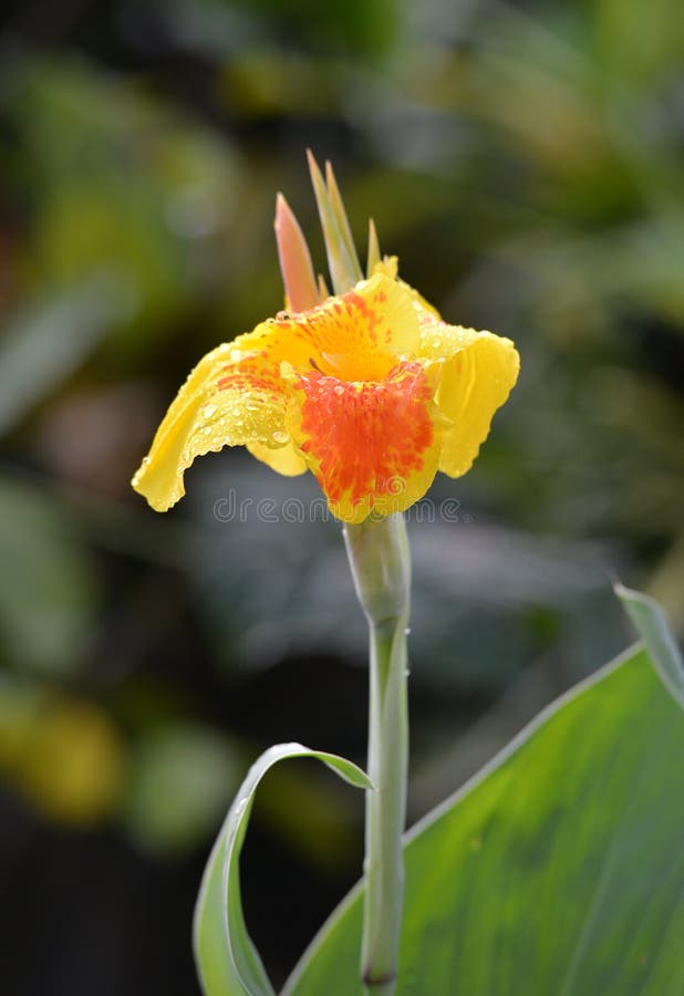 Canna flowers stock photo. Image of large, beautiful - 174135922