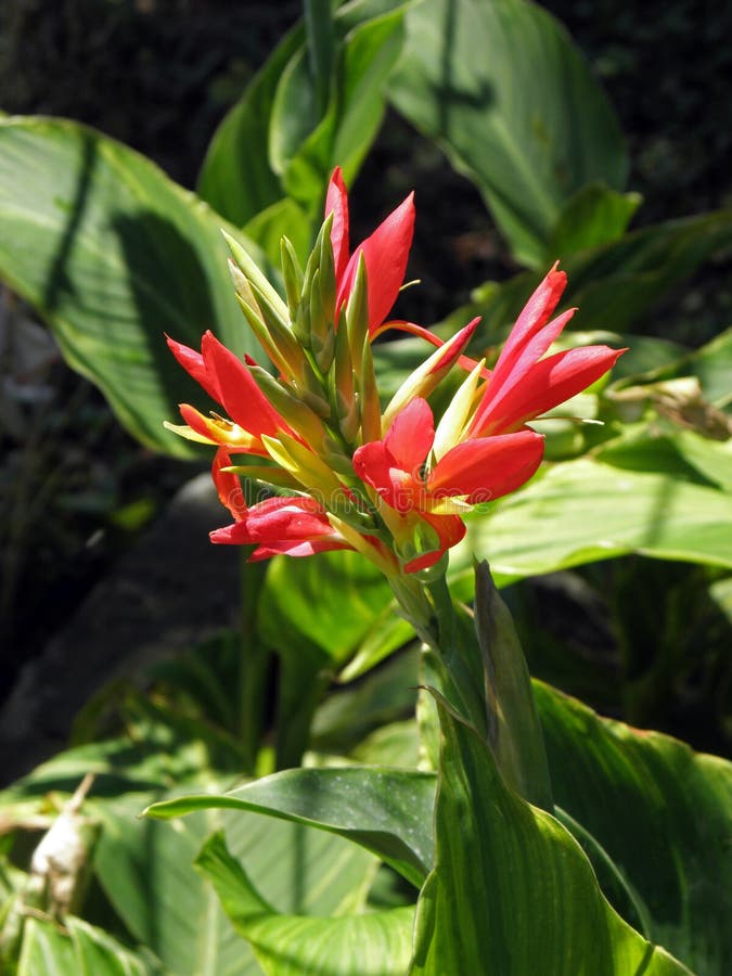 Canna`Lucifer Lily with Leave Tree Plant Stock Image - Image of 22âºc ...