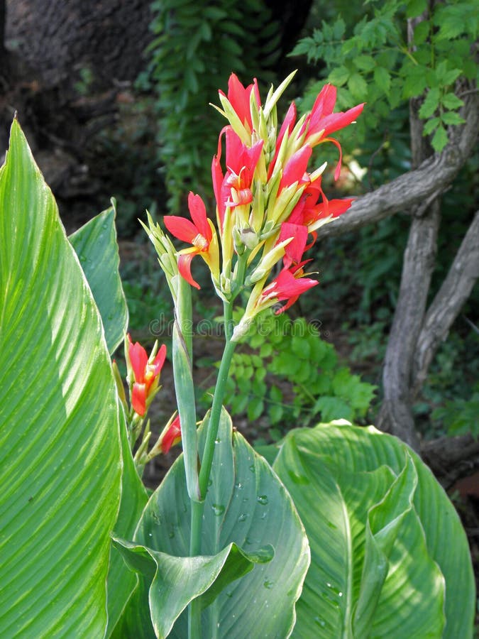 Canna X Generalis `Lucifer` Plant Stock Image - Image of picturesque ...