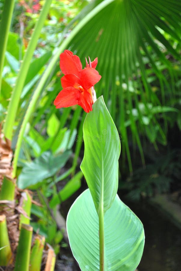 Canna Generalis President Flower Stock Photo - Image of lily, canna ...