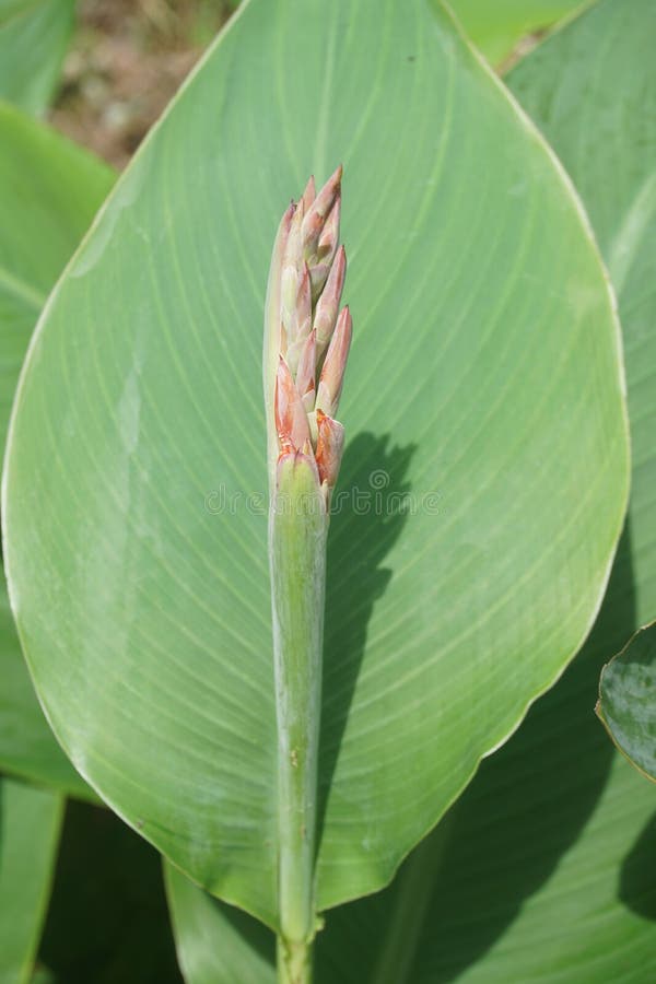 Canna or Indian Shot Flower Stock Photo - Image of plant, leaf: 43094000