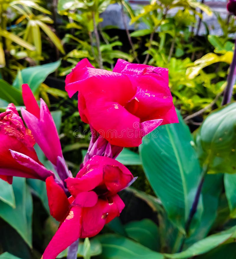 Canna Indica with Bright and Vivid Red Color. Stock Photo - Image of ...