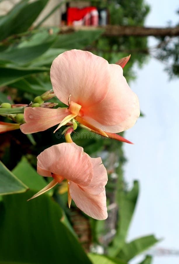 Canna indica flower. stock photo. Image of botany, beautiful - 238164094