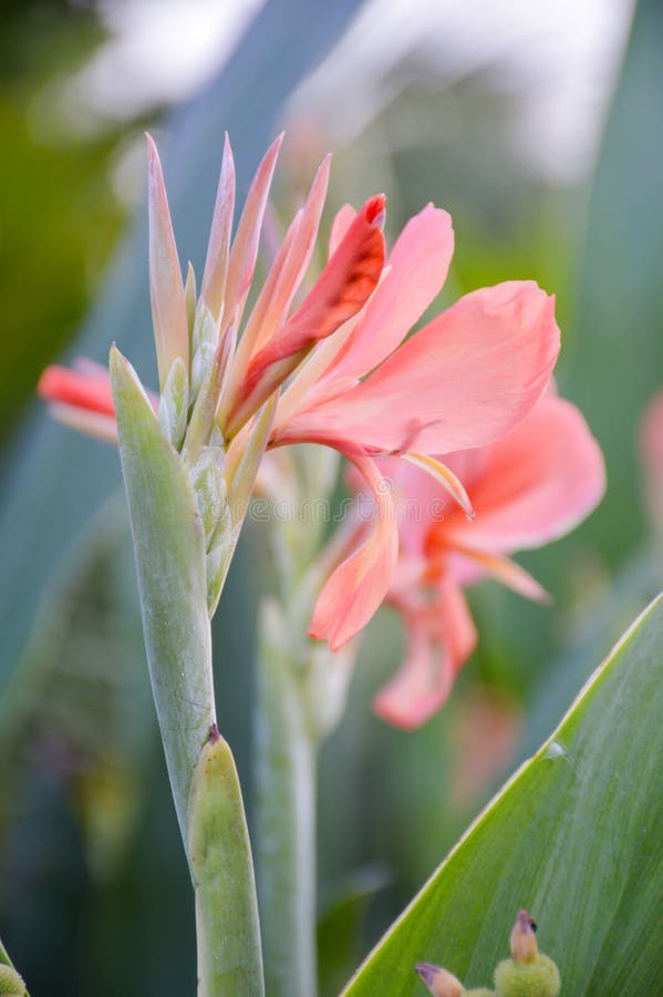 Canna indica flower stock photo. Image of nature, indica - 78900708