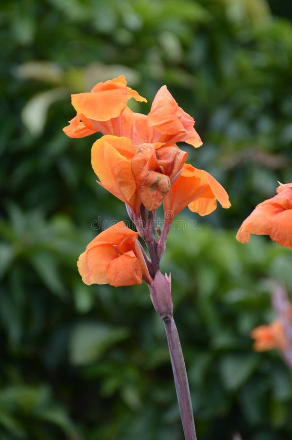 Canna indica flower stock photo. Image of natural, close - 80896640