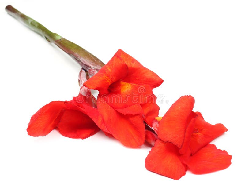 Canna Indica or Kolaboti Flower Stock Photo - Image of pretty, canna ...