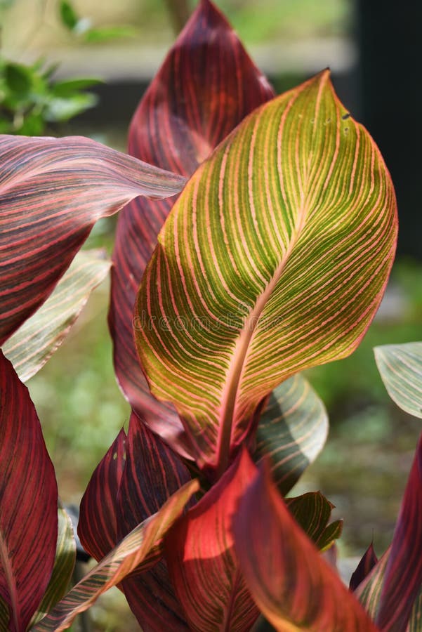 Canna leaves stock photo. Image of perennial, plant - 188579172