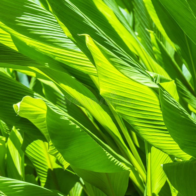 Canna stock photo. Image of grass, home, plants, reed - 50065846